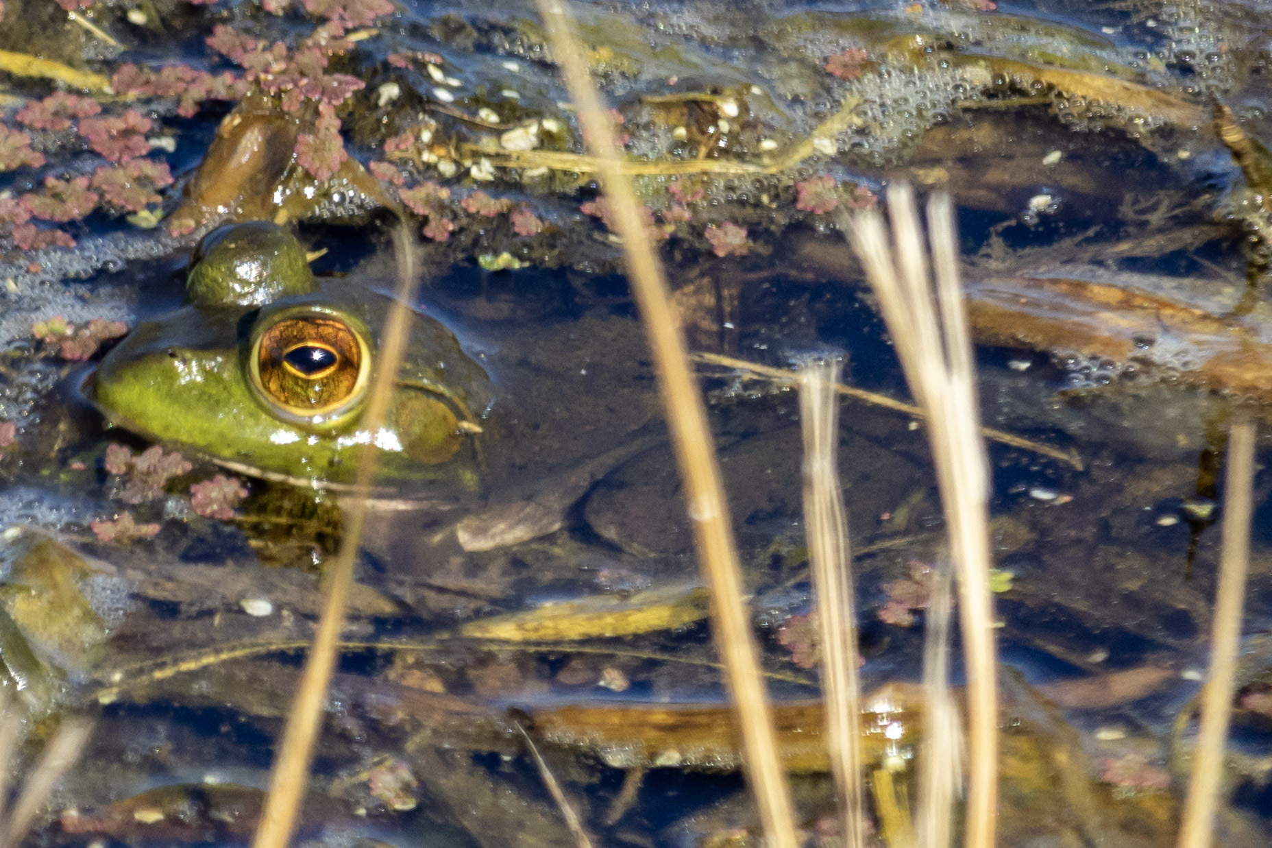 Lithobates catesbeianus (Shaw, 1802)