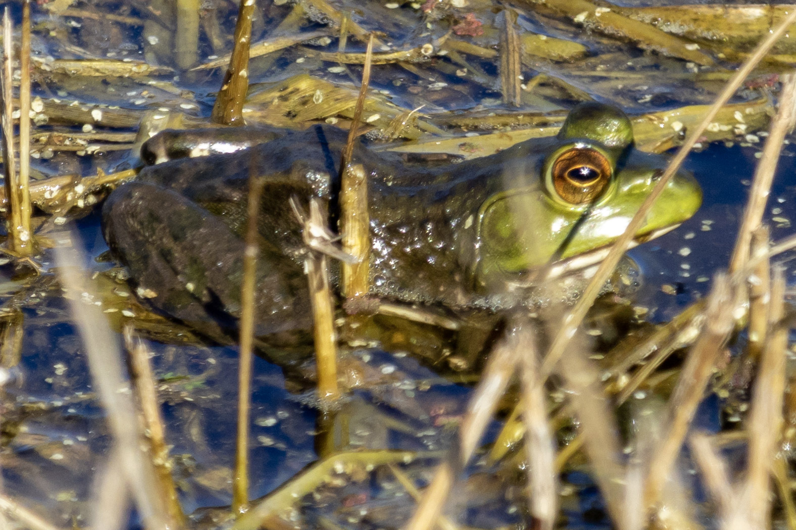 Lithobates catesbeianus (Shaw, 1802)