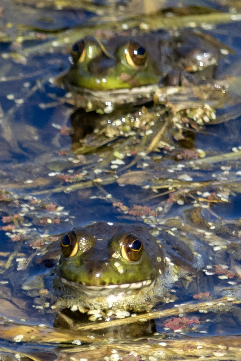 Lithobates catesbeianus (Shaw, 1802)