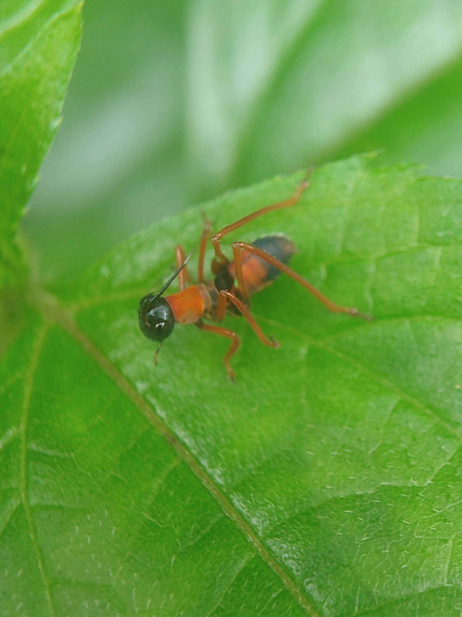 Scaphura nigra (Thunberg, 1824)