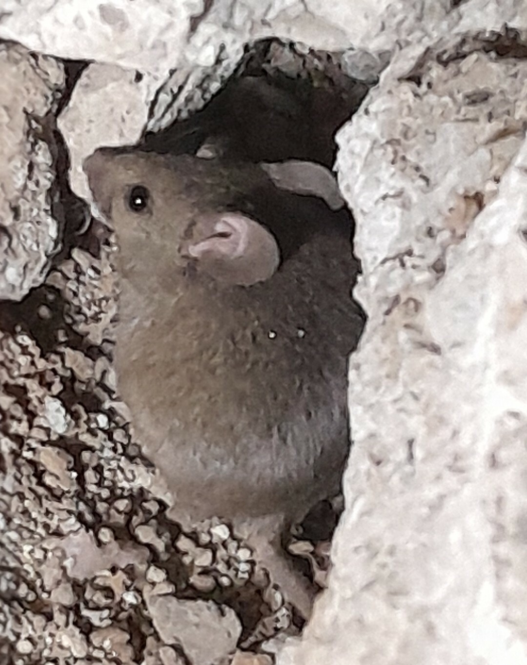 Mus musculus Linnaeus, 1758