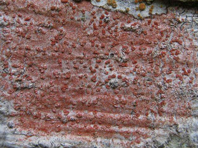 Arthonia sp. (Lichen of the Chagos Archipelago) · iNaturalist