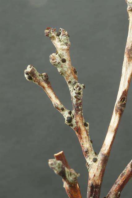 Bacidia sp. (Lichen of the British Indian Ocean Territory) · iNaturalist