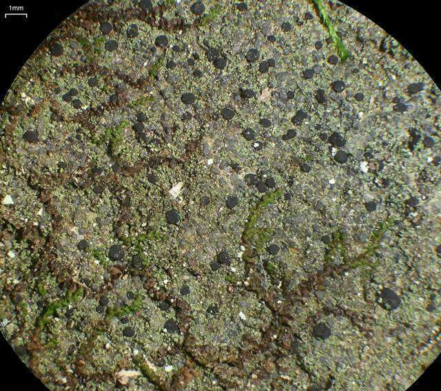 Bacidia sp. (Lichen of the Chagos Archipelago) · iNaturalist