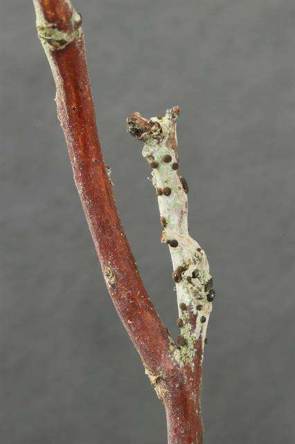 Bacidia sp. (Lichen of the Chagos Archipelago) · iNaturalist