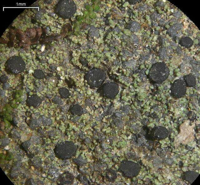 Bacidia sp. (Lichen of the British Indian Ocean Territory) · iNaturalist