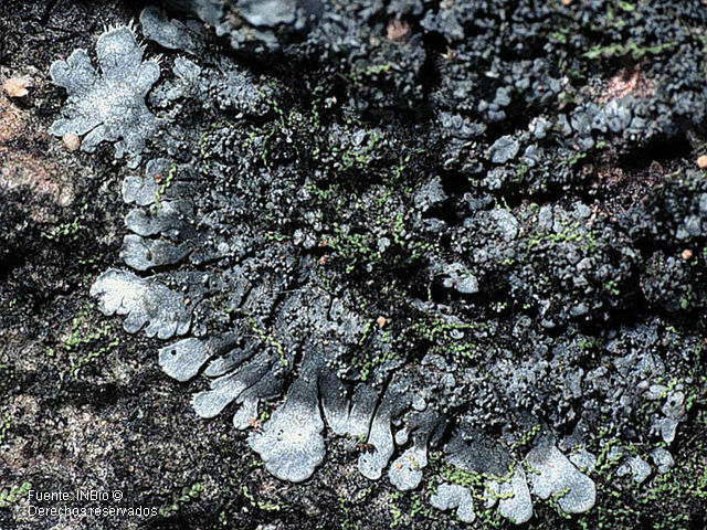 Salted Shell Lichen (Lichen of the British Indian Ocean Territory ...