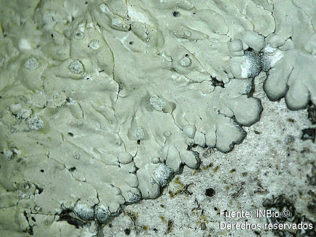 Dirinaria Lichen (Lichen of the British Indian Ocean Territory ...