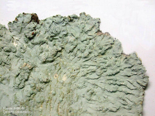 Dirinaria Lichen (Lichen of the British Indian Ocean Territory ...