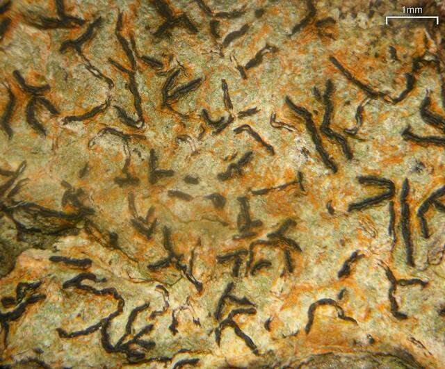 Graphis lineola (Lichen of the British Indian Ocean Territory ...