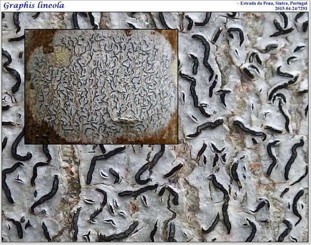 Graphis lineola (Lichen of the British Indian Ocean Territory ...