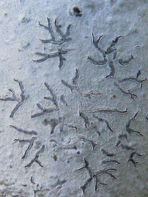 Graphis sp. (Lichen of the Chagos Archipelago) · iNaturalist