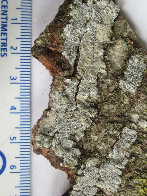 Graphis sp. (Lichen of the Chagos Archipelago) · iNaturalist
