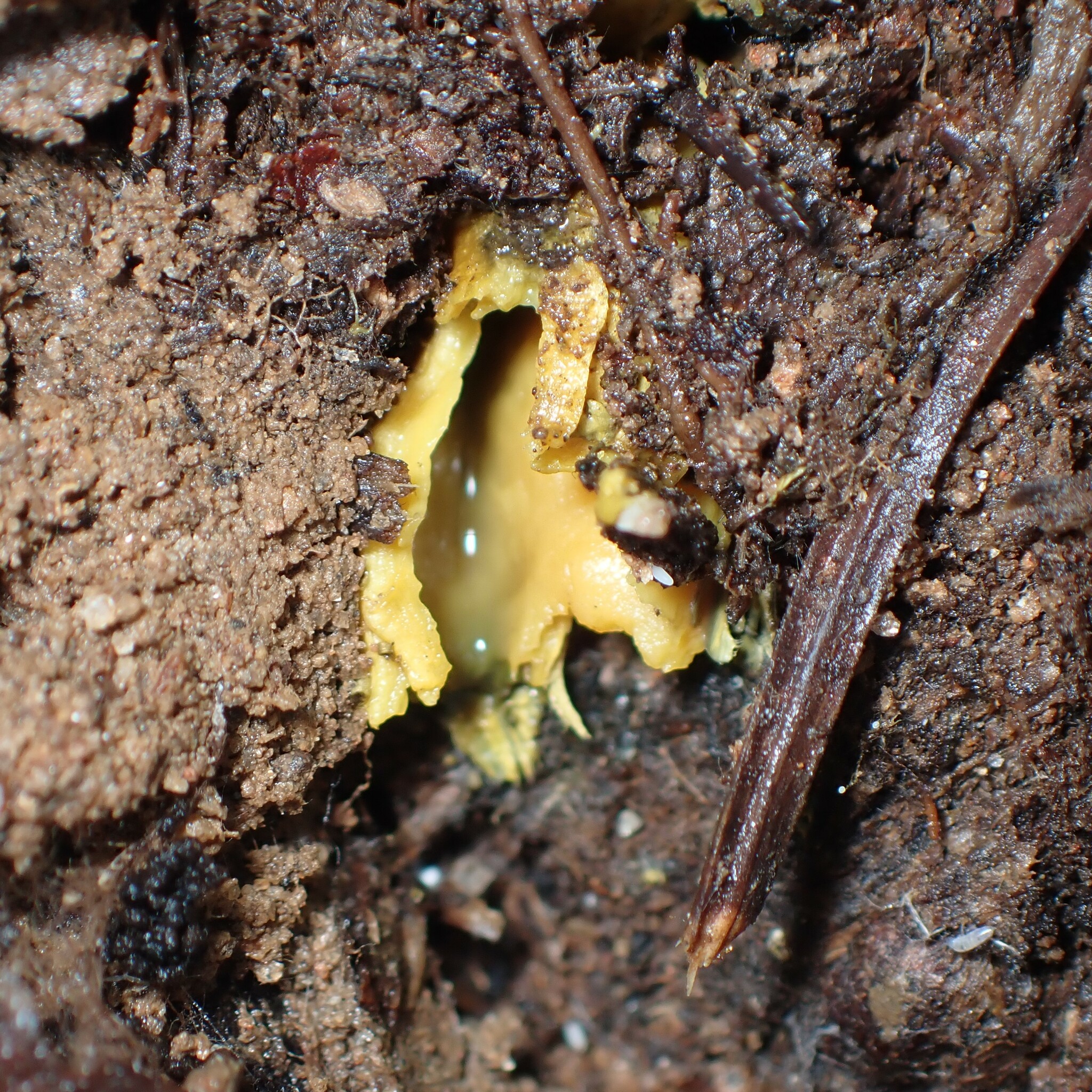 Ophiocordycipitaceae