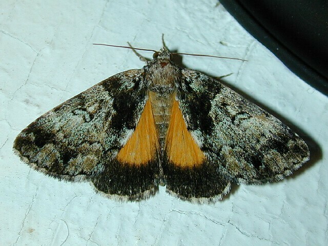 False Underwing from Ward Pound Ridge, Westchester County, NY, USA on ...