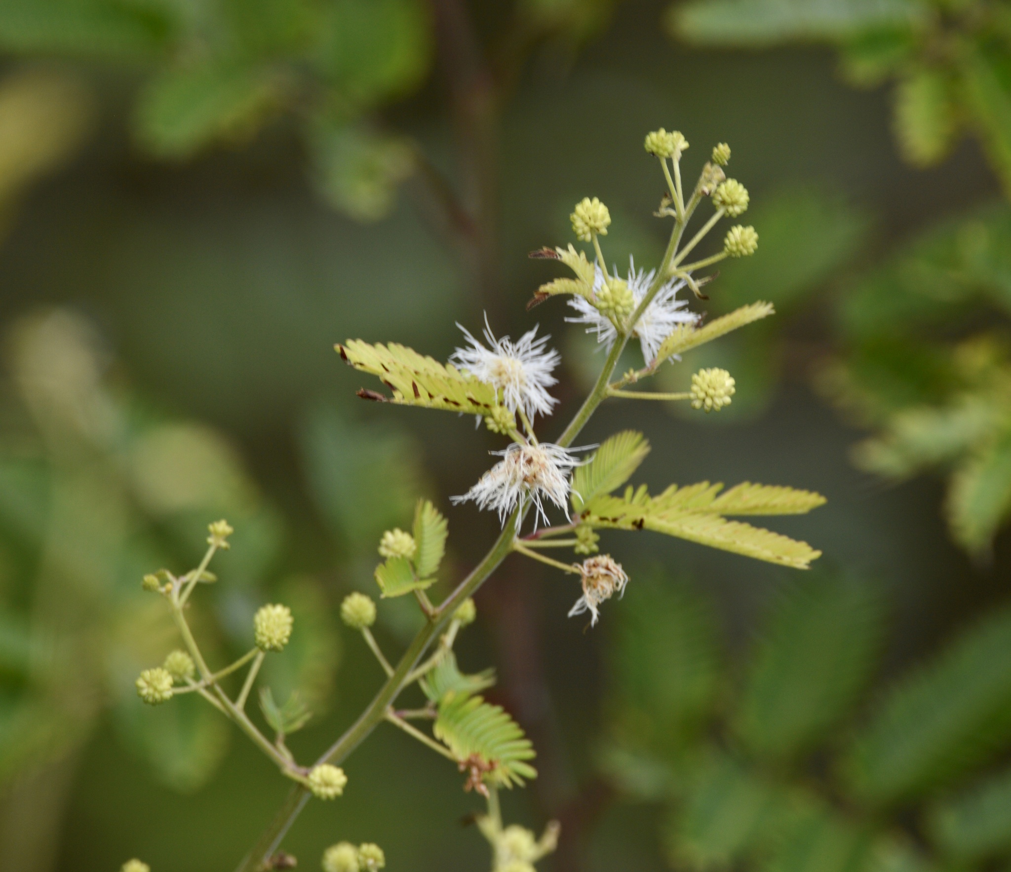 Mimosa bimucronata (DC.) Kuntze