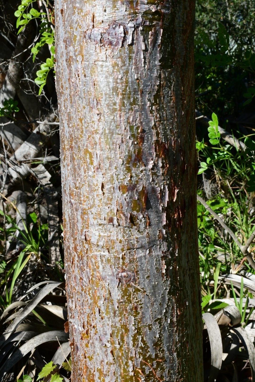 Bursera simaruba (L.) Sarg.