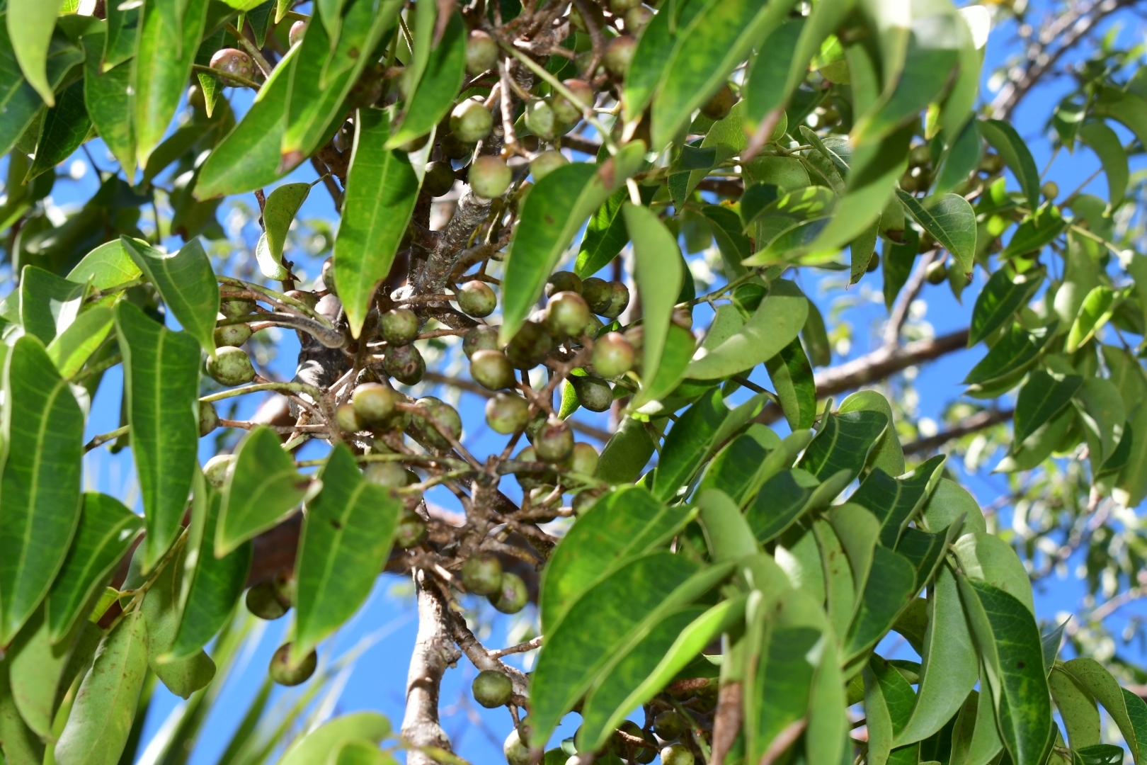 Bursera simaruba (L.) Sarg.
