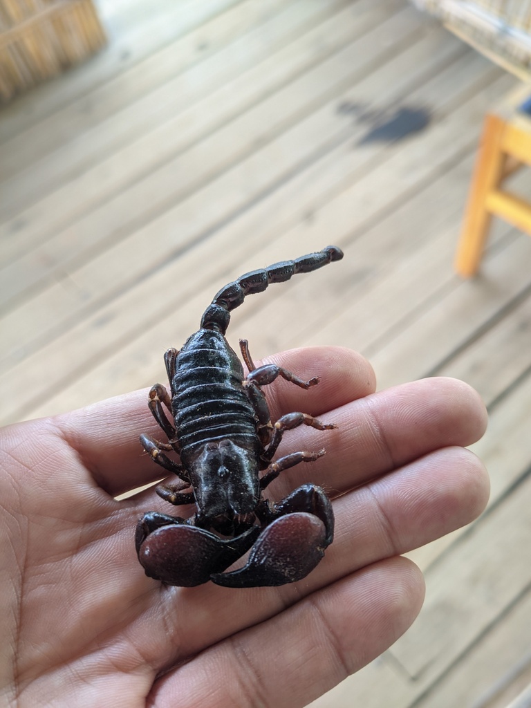 Tanzanian Red Clawed Scorpion from Iringa Rural, Tanzania on January 09 ...