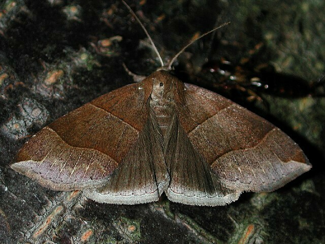 Maple Looper Moth from Floyd Bennet Field, Brooklyn, NY, USA on July 19 ...