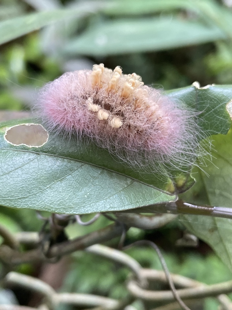 New World Flannel Moths from Parque Zoobotânico Vale, Parauapebas, PA ...
