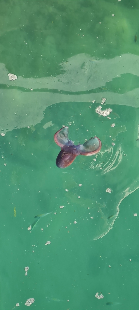 Indo-Pacific Violet Blanket Octopus from La Paz, BCS, Mexico on January ...