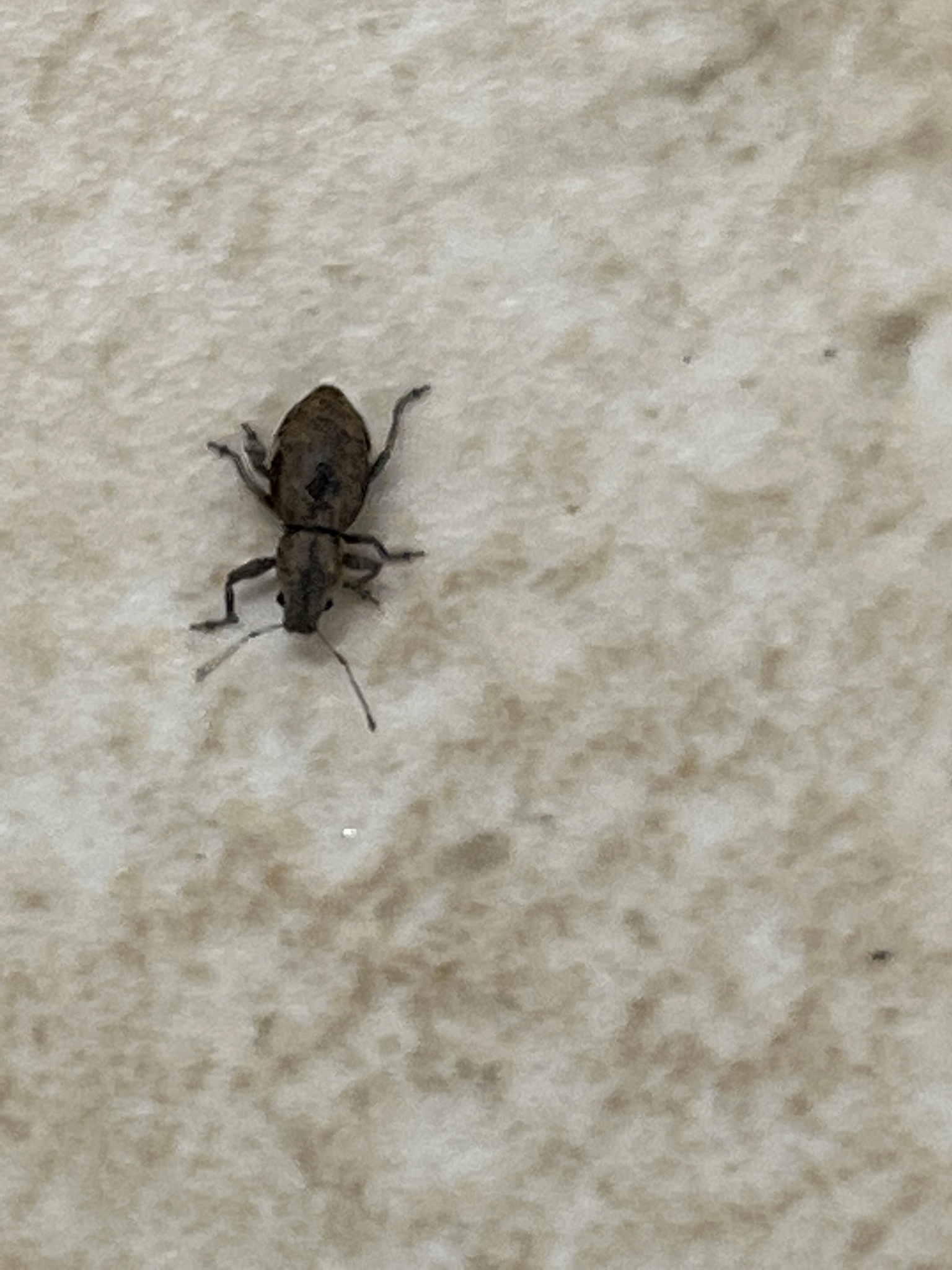 Pantomorus cervinus (Boheman, 1840)