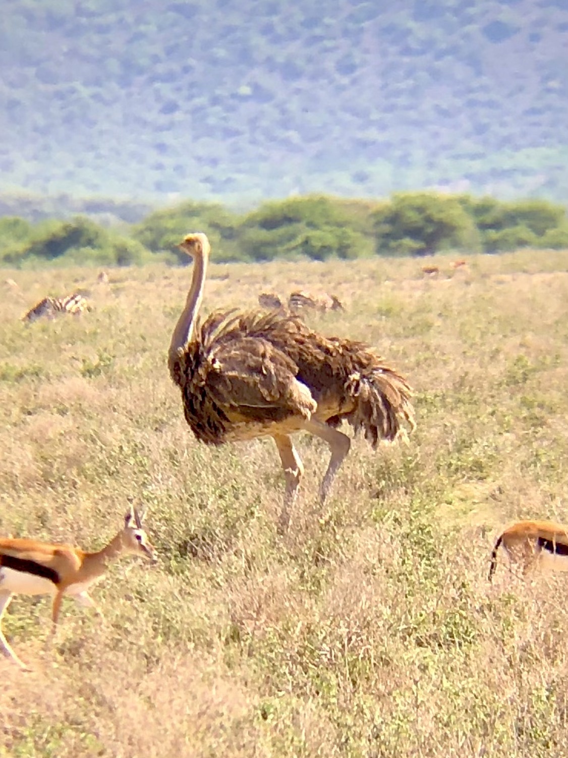 Struthio camelus Linnaeus, 1758