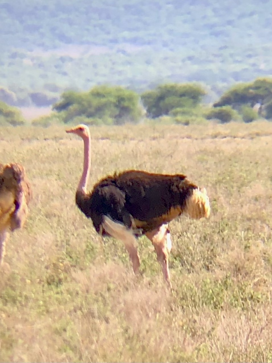 Struthio camelus Linnaeus, 1758
