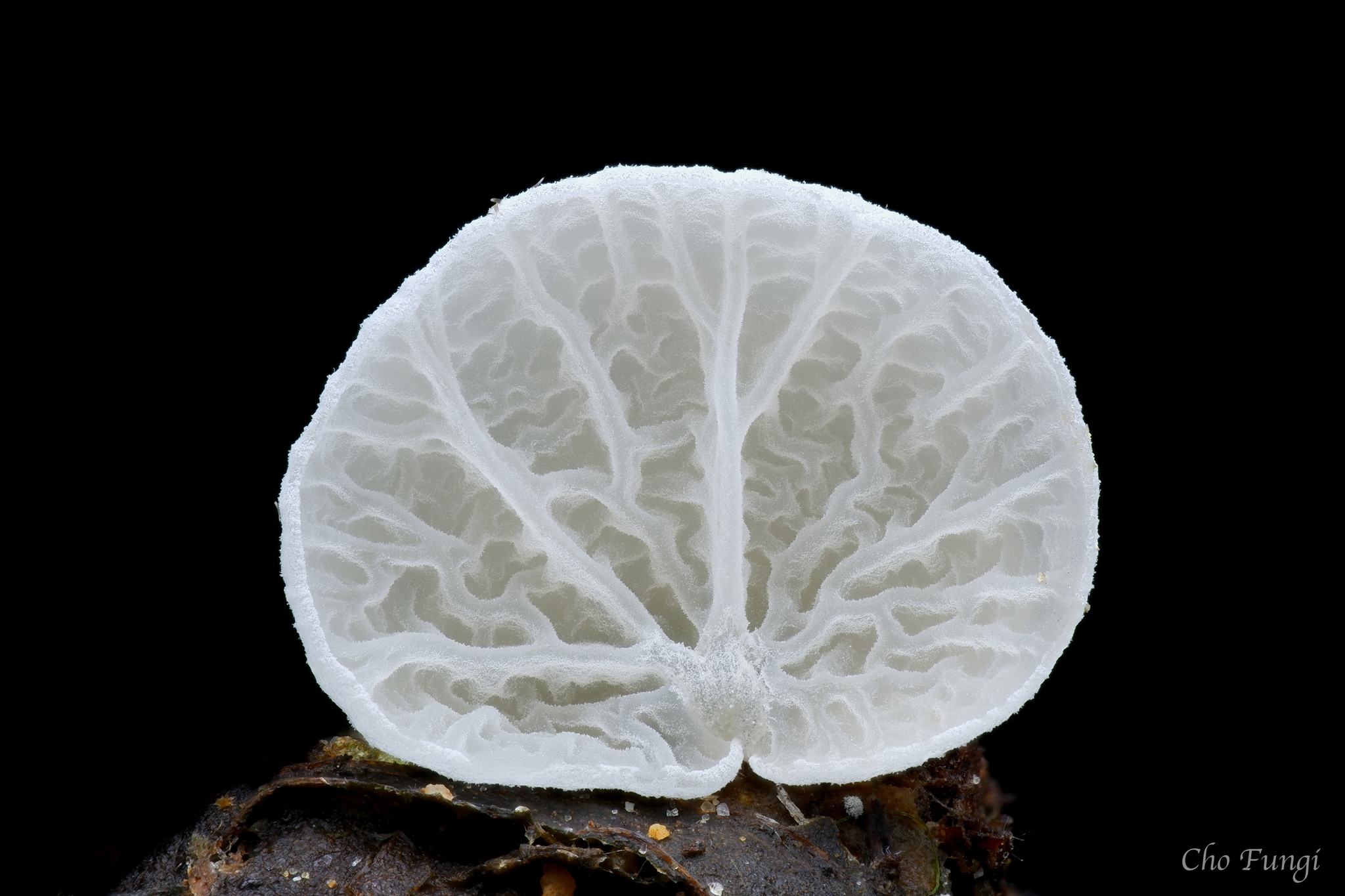 Campanella junghuhnii (Mont.) Singer