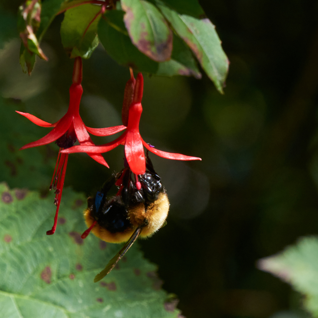 Giant Bumble Bee in January 2023 by Glynn Morris. This large bumble bee ...