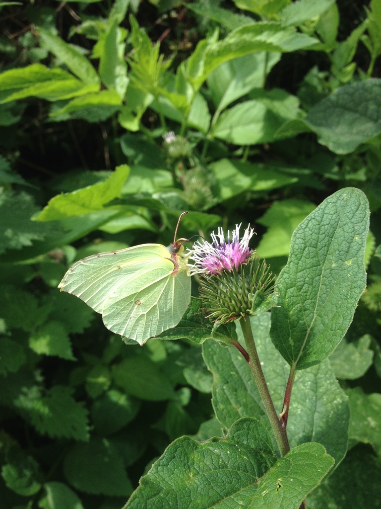 Common Brimstone from Hertfordshire, UK on August 07, 2015 at 12:14 PM ...