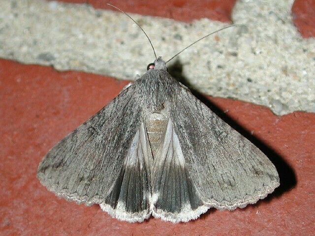Merry Graphic Moth from Floyd Bennet Field, Brooklyn, NY, USA on ...