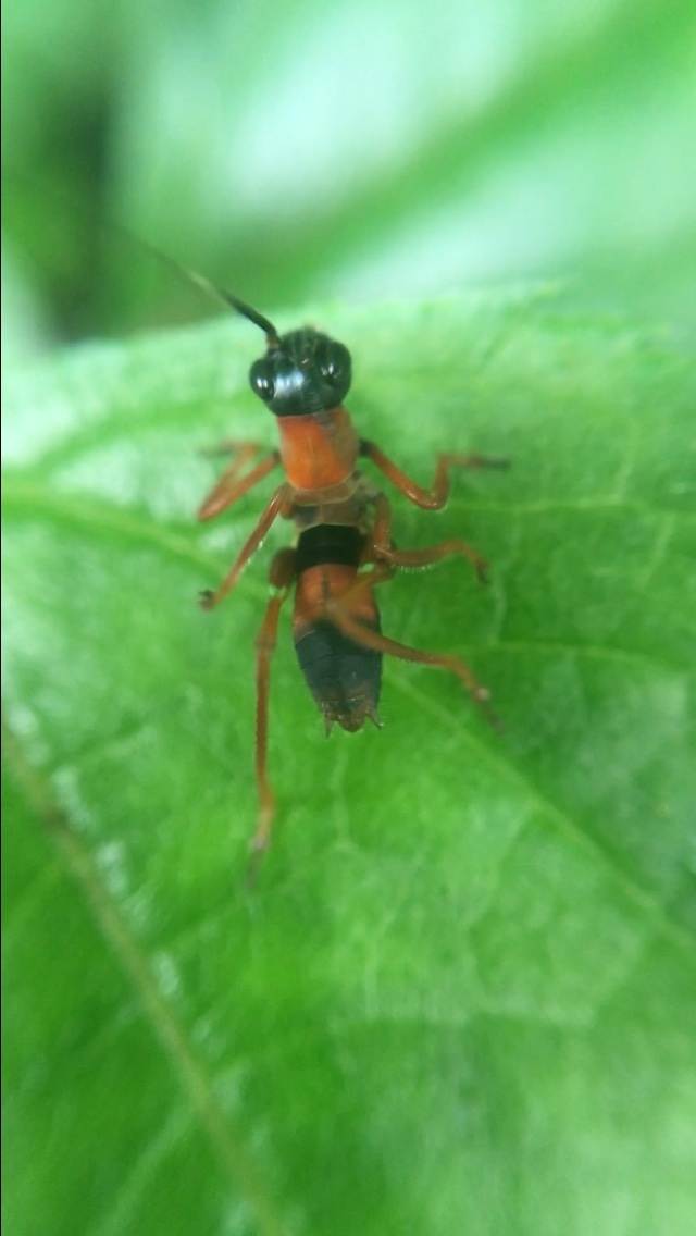 Scaphura nigra (Thunberg, 1824)