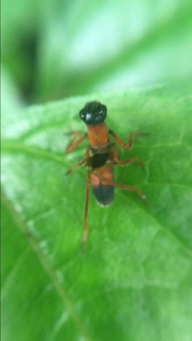 Scaphura nigra (Thunberg, 1824)