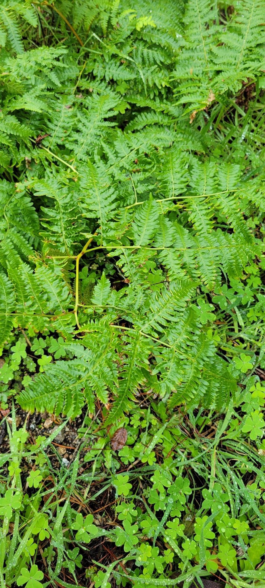Pteridium aquilinum subsp. pubescens (Underw.) J.A.Thomson, Mickel ...