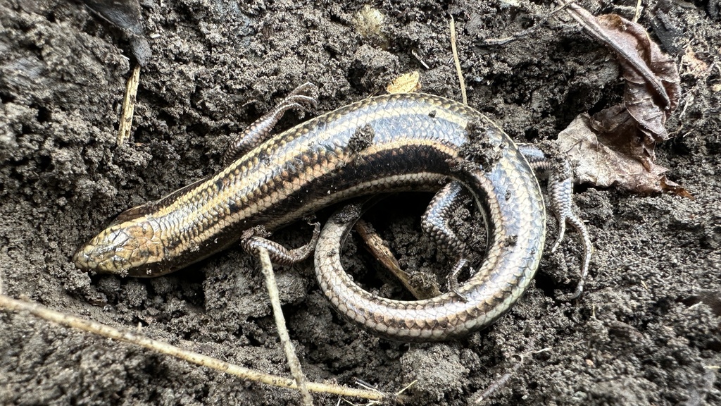 Common Five-lined Skink from Percivals Island, Madison Heights, VA, US ...