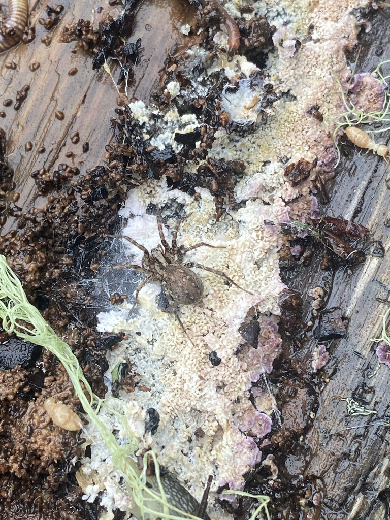 Entelegyne Spiders from George Washington Park, Pacific Grove, CA, US ...