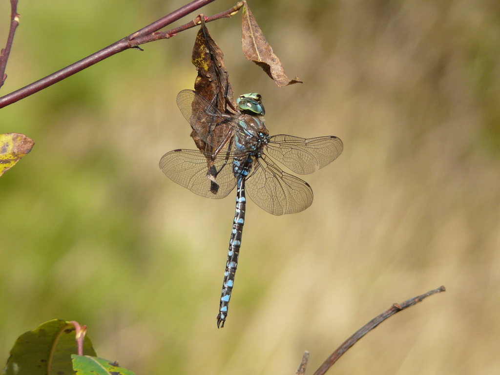 Lake Darner from Algonquin Prov. Park--km 8 logging road on October 8 ...
