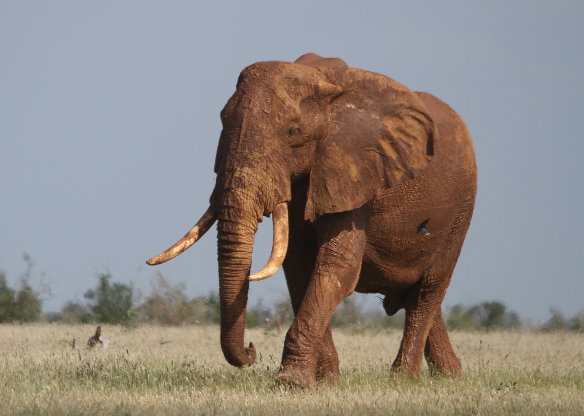Loxodonta Anonymous, 1827