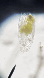 Trichocerca from Tandy Hills Natural Area, Fort Worth, TX, US on ...