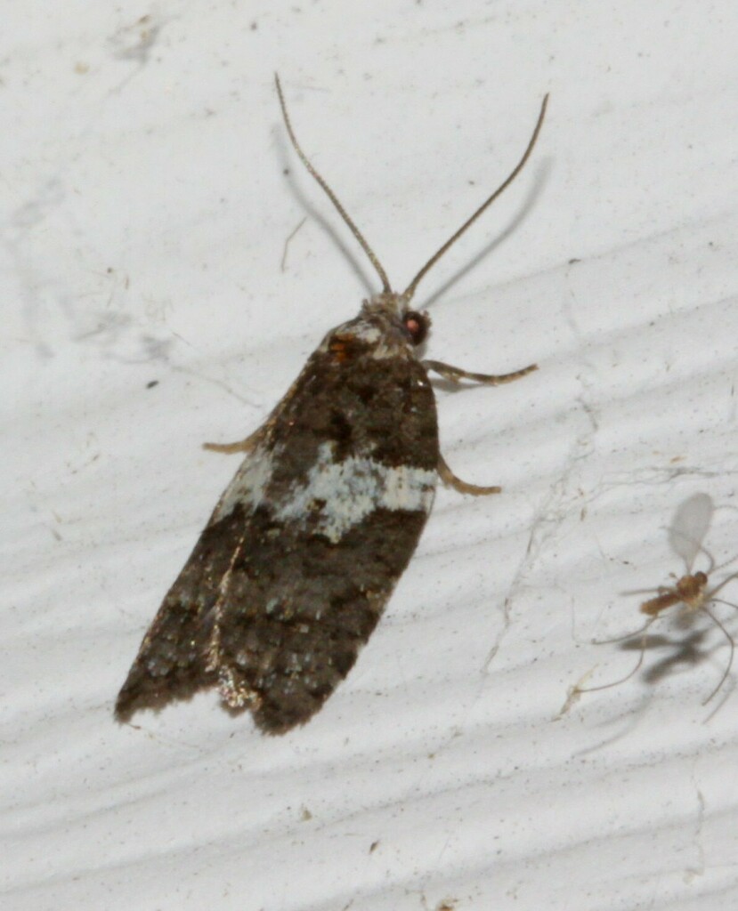 Eastern Black-headed Budworm Moth from Pabos, 17 rue Baie-Bleue Le ...