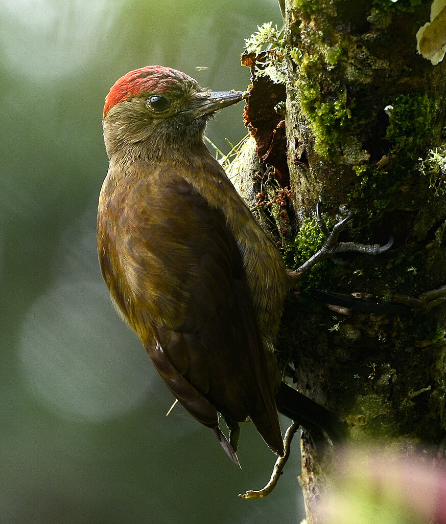 Smoky-brown Woodpecker from Reserva Natural Cuzcungos, Supatá ...
