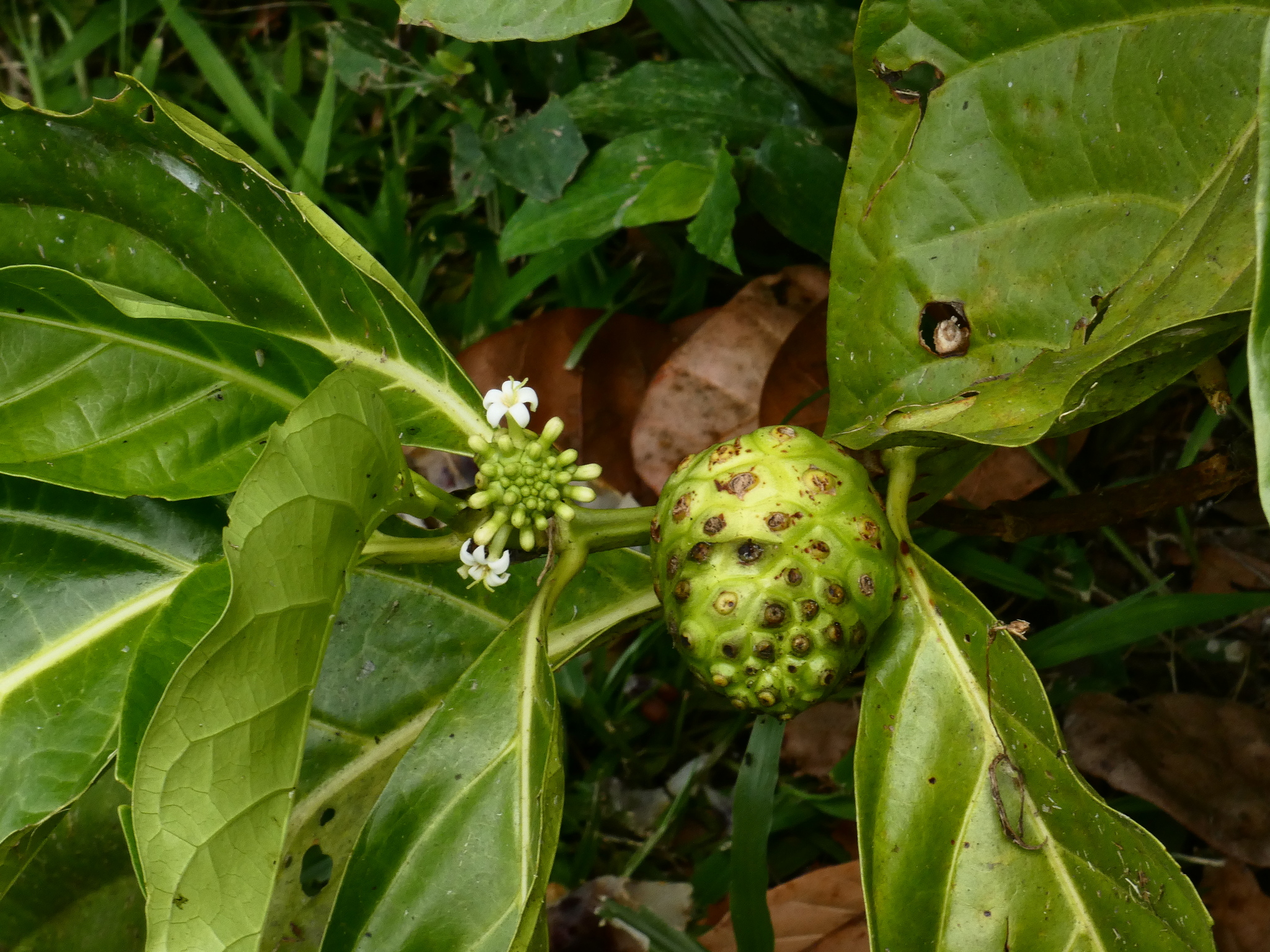 Morinda citrifolia L.
