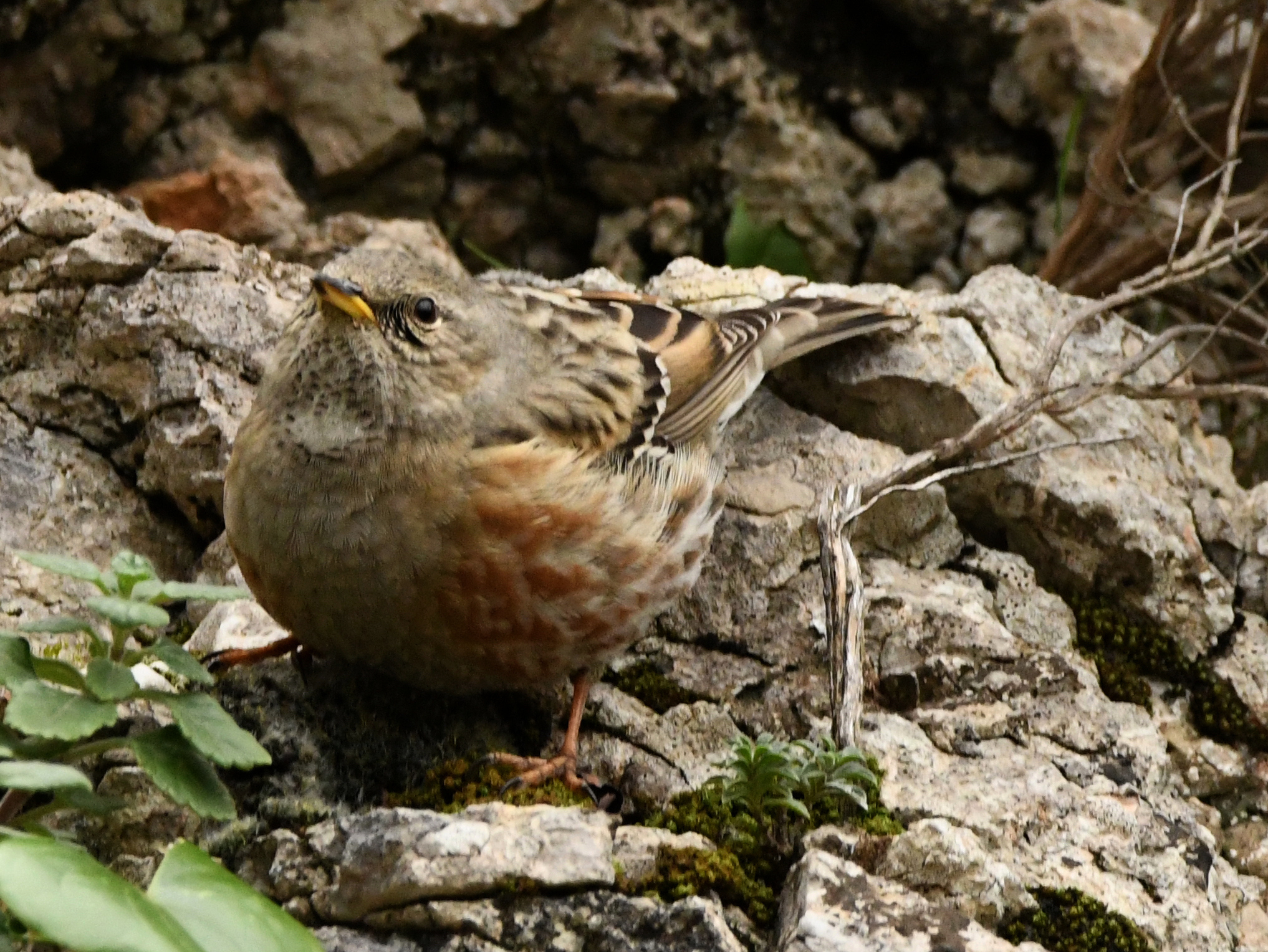 Prunella collaris (Scopoli, 1769)