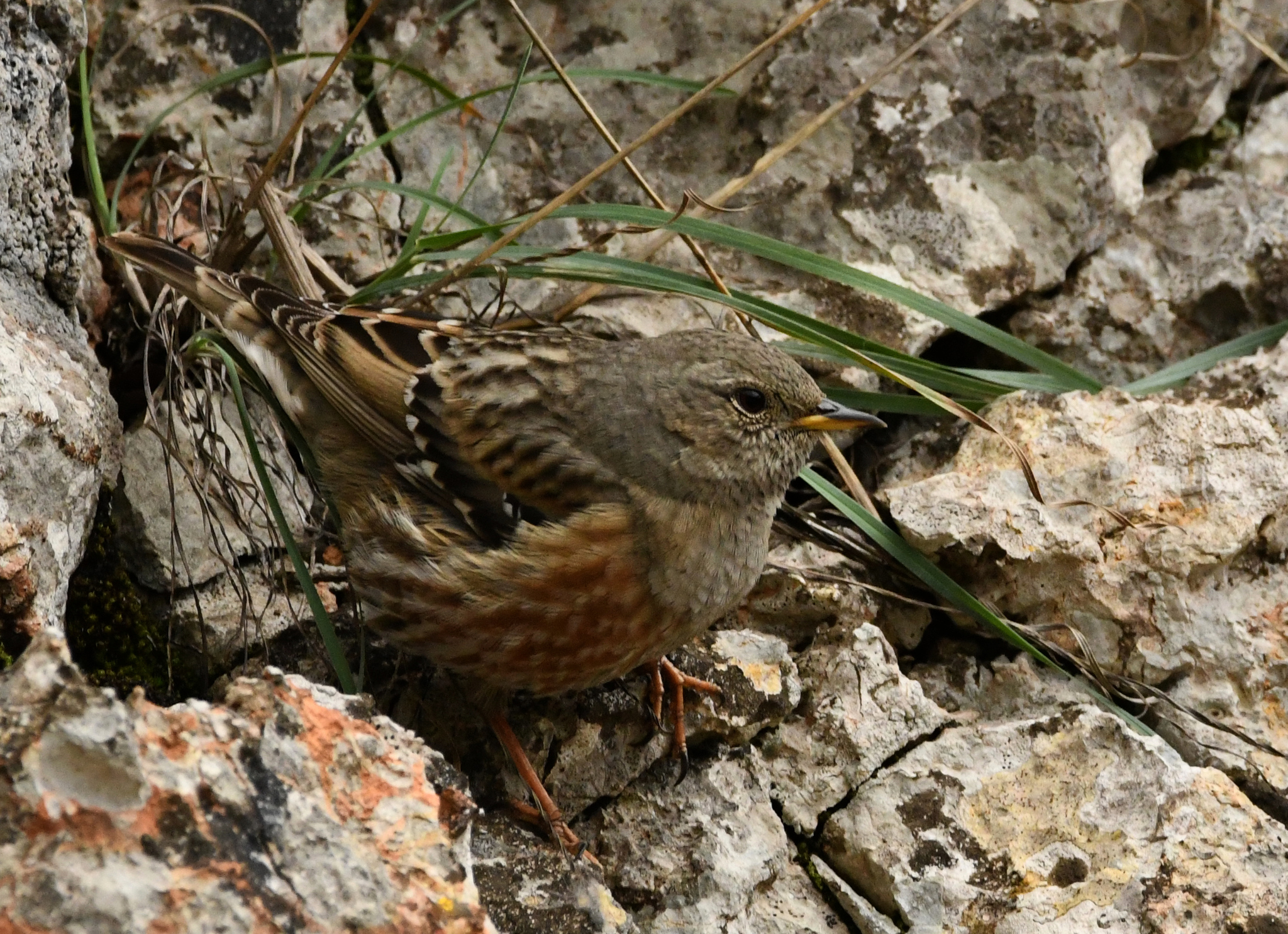 Prunella collaris (Scopoli, 1769)