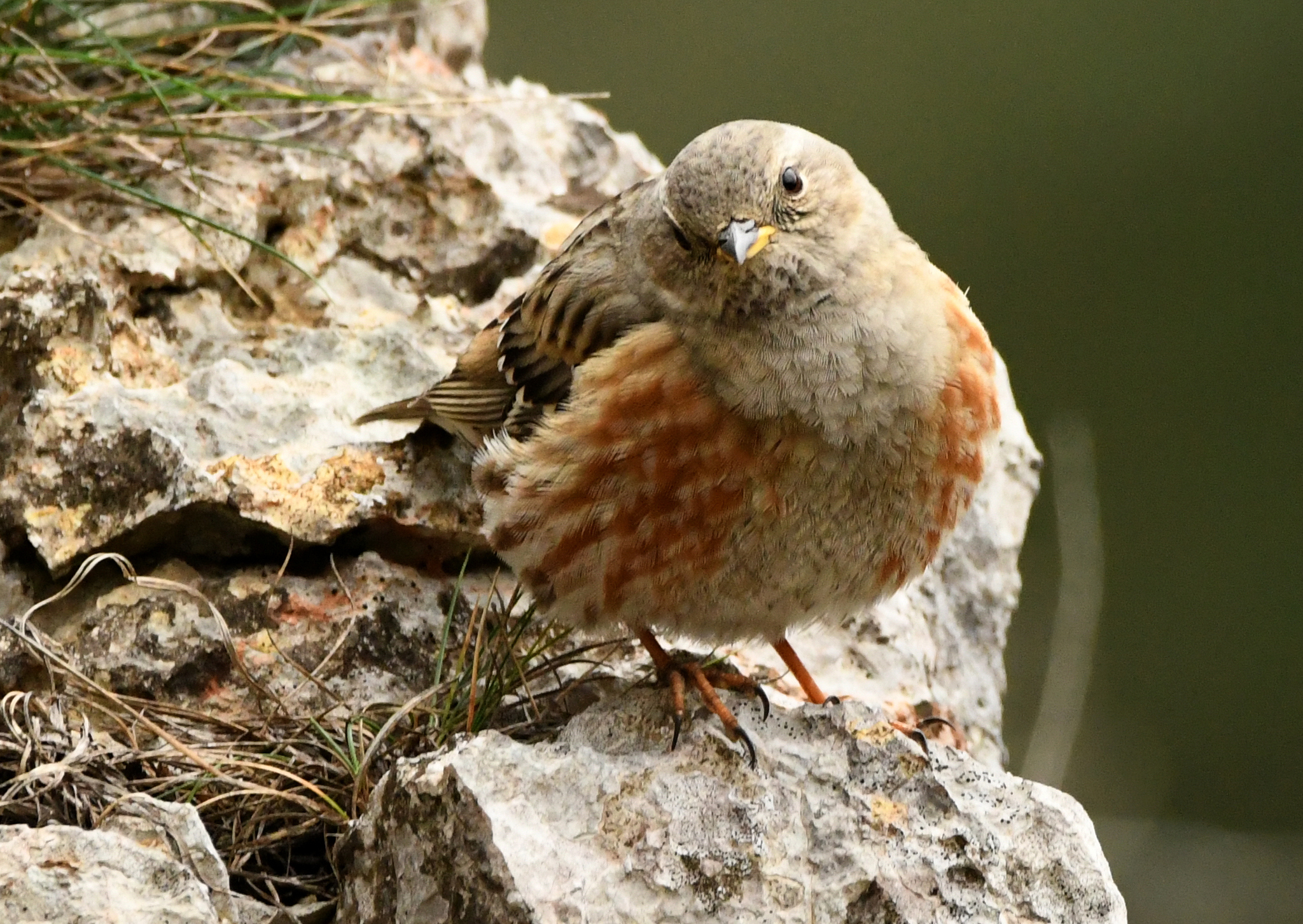 Prunella collaris (Scopoli, 1769)