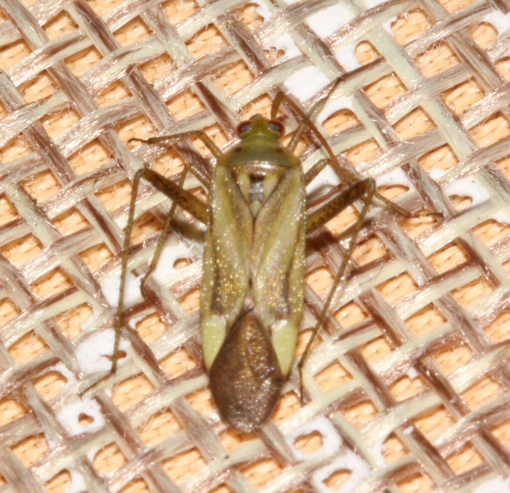 Alfalfa Plant Bug from Pabos, 17 rue Baie-Bleue Le Rocher-Percé, QC ...