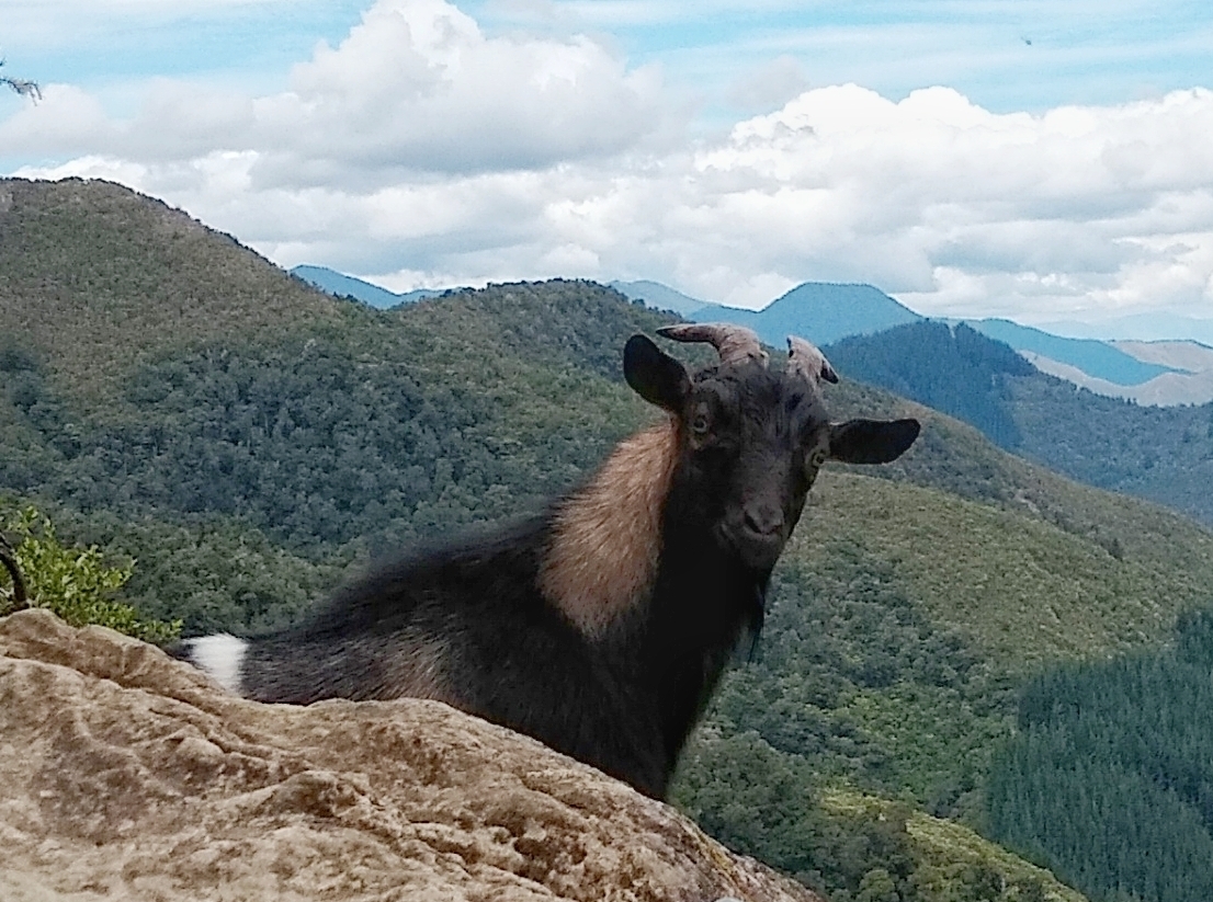 Capra hircus Linnaeus, 1758