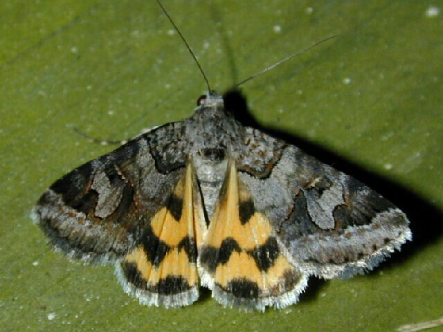 Coastal Graphic from Floyd Bennet Field, Brooklyn, NY, USA on August 3 ...